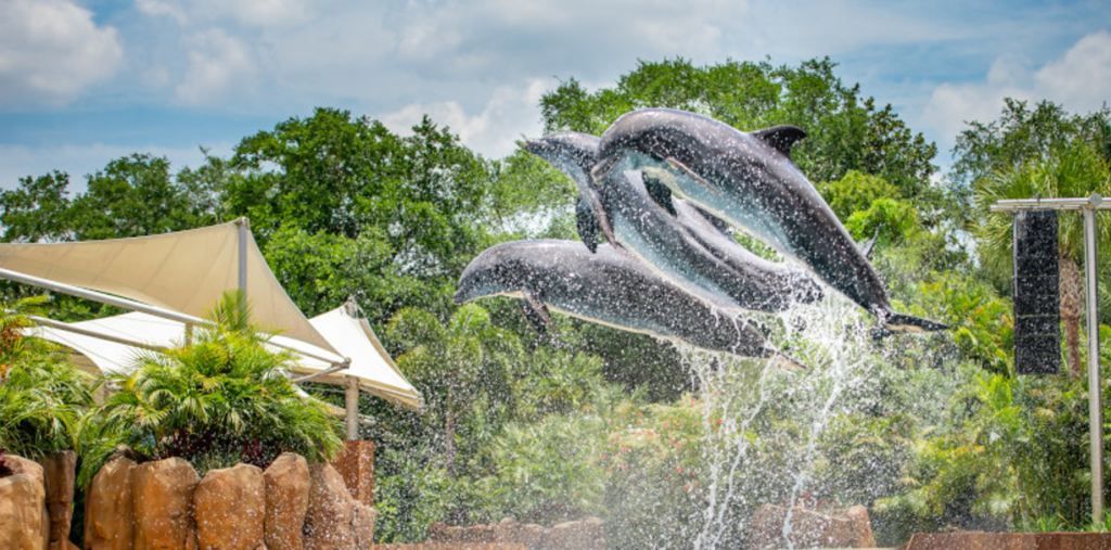 Dolphin Adventures - Florida Parks