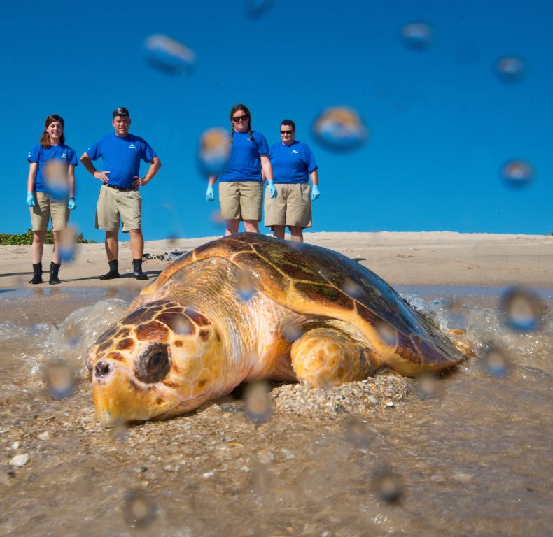SeaWorld Orlando Returns Trio Of Rehabilitated Loggerhead Sea Turtles ...