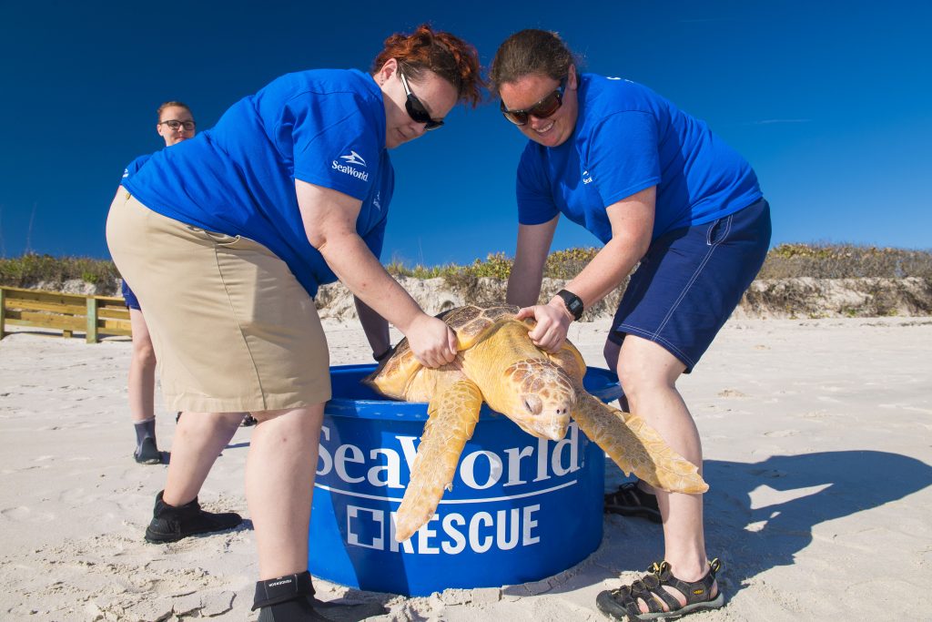 Four Loggerhead Turtles Returned To The Wild - Florida Parks