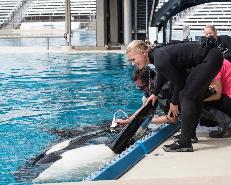 Scientists Keep Their Finger On The Pulse With New Killer Whale Heart ...
