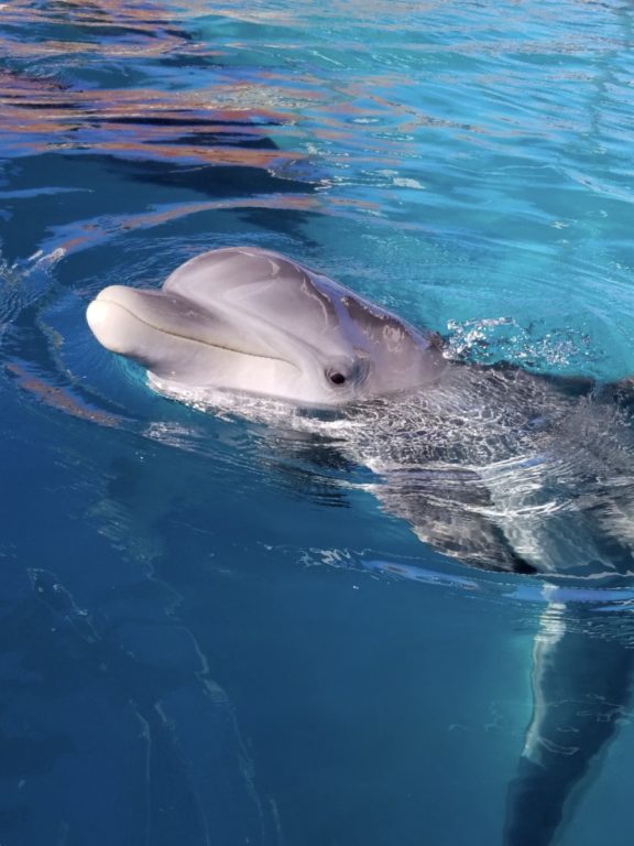 SeaWorld performs first ever spinal tap on a bottlenose dolphin ...