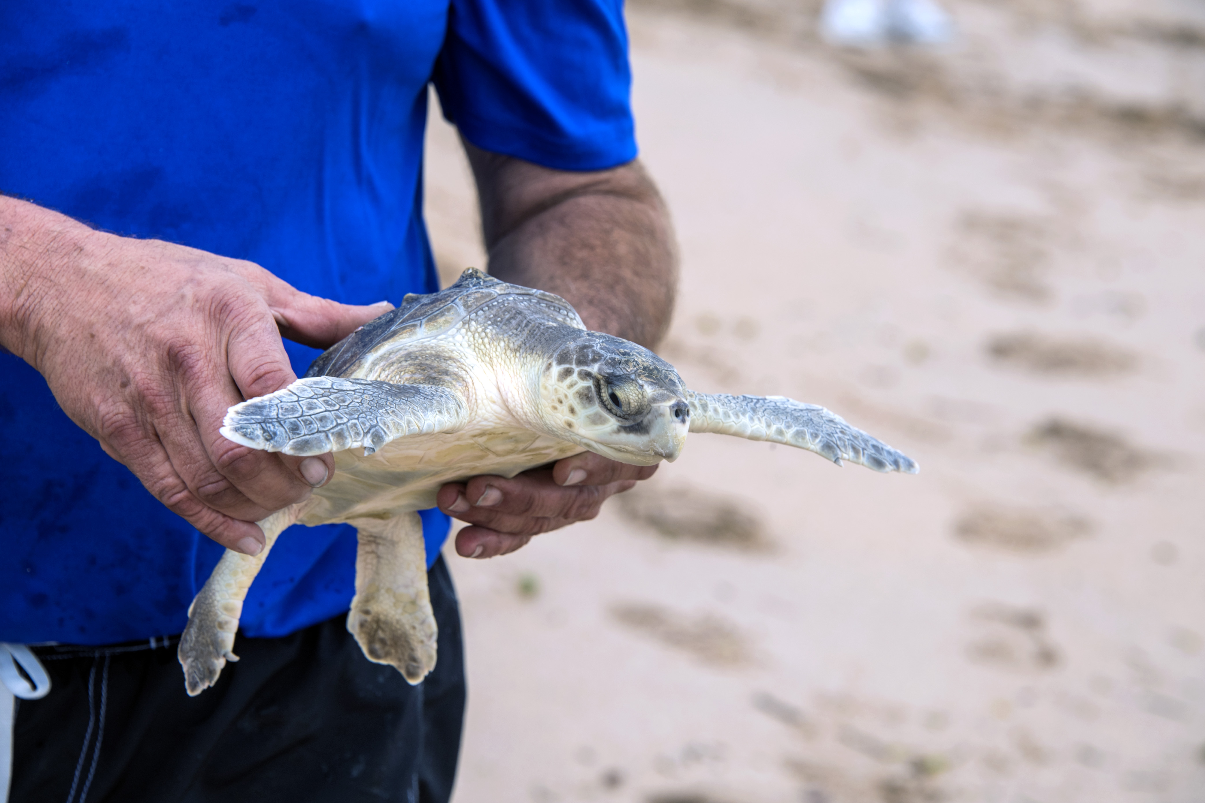 Endangered sea turtles returned to ocean after months of specalised ...