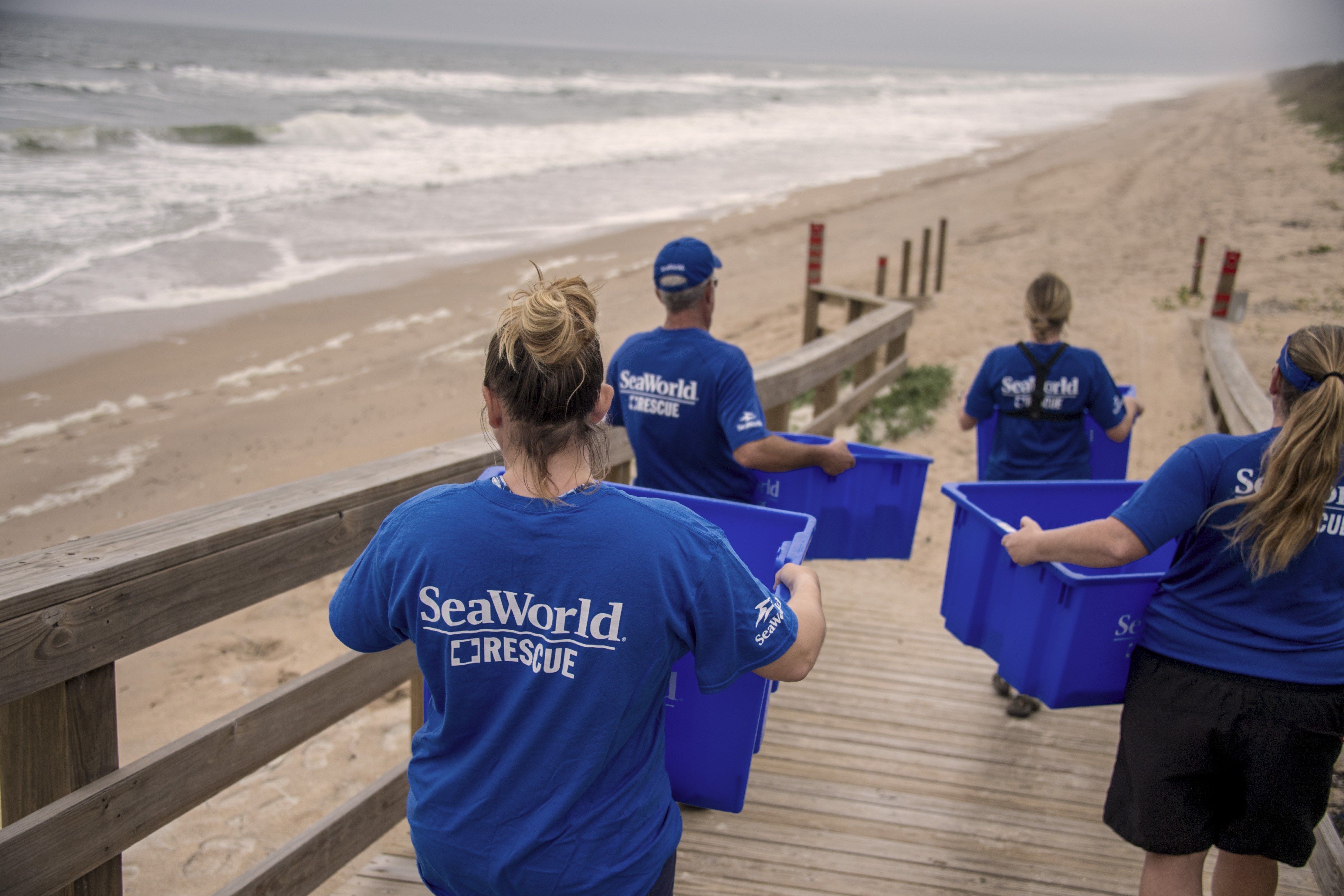 Endangered sea turtles returned to ocean after months of specalised ...