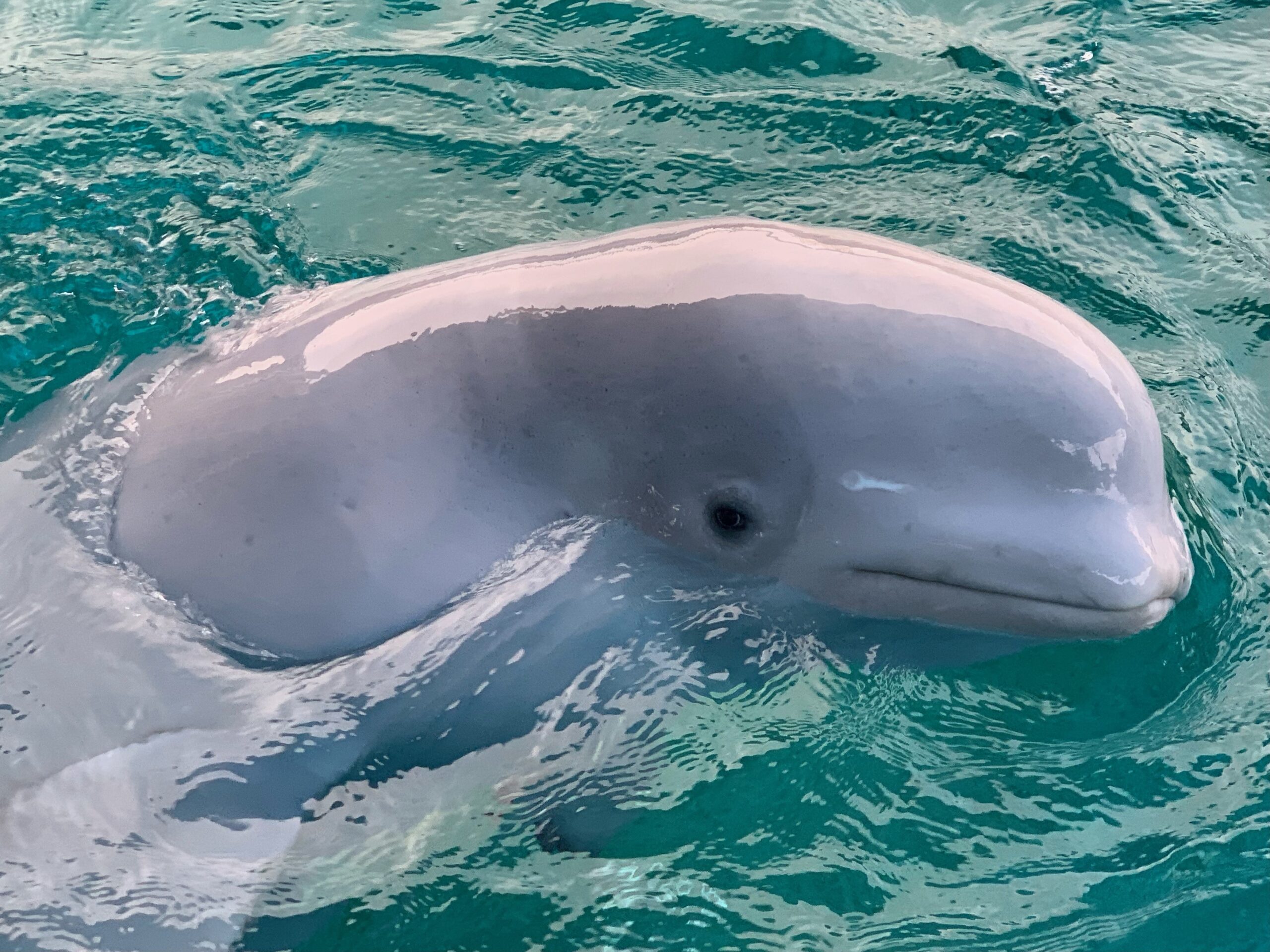 SeaWorld Commemorates Five Years Since the First Successful Rescue and ...